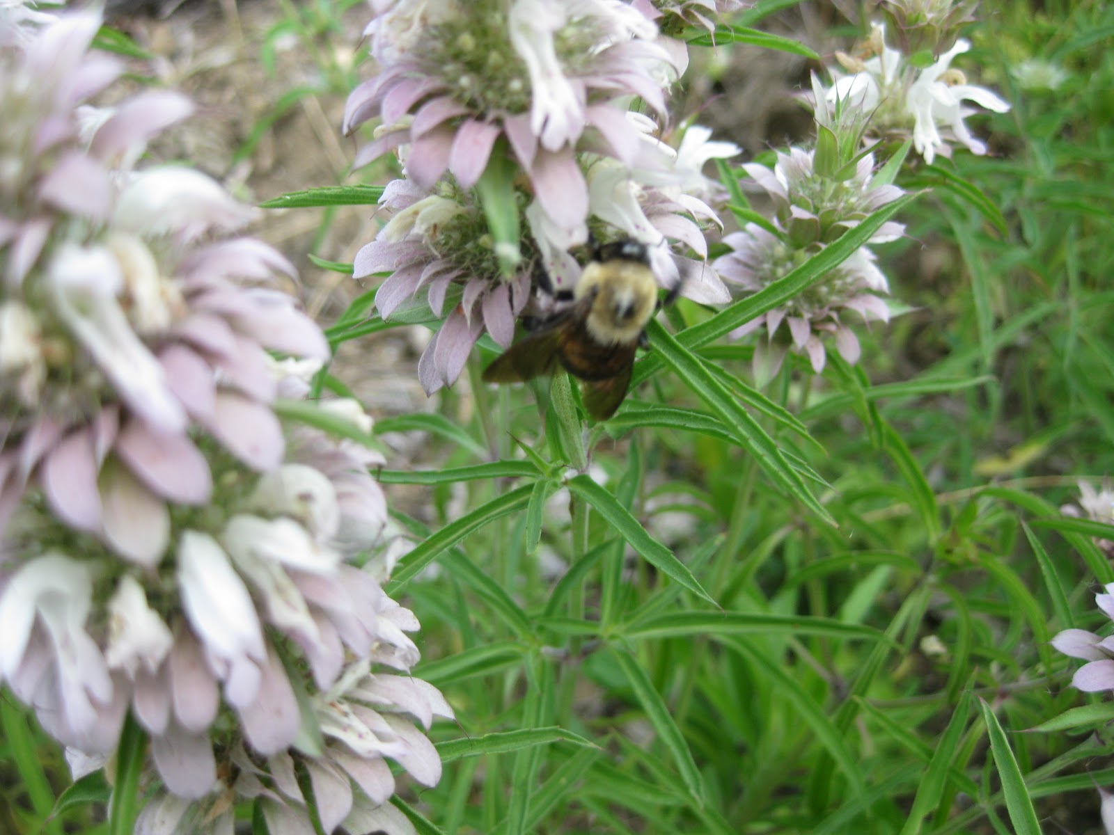 Bee Balm, Monarda spp - Wildflower School of Botanical Medicine