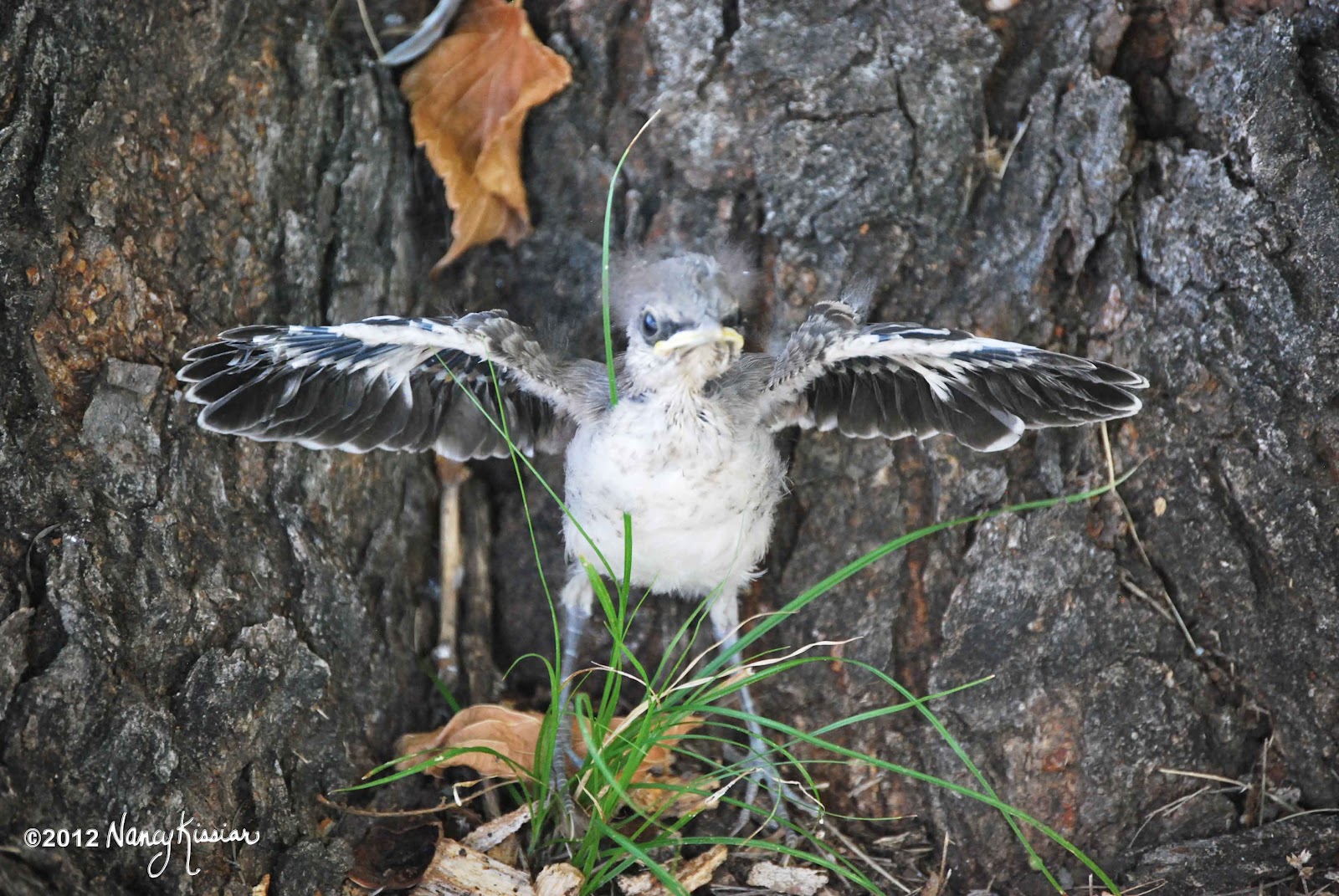 Wild About Texas: Time to Fly Away...The Baby Mockingbirds Spread Their ...