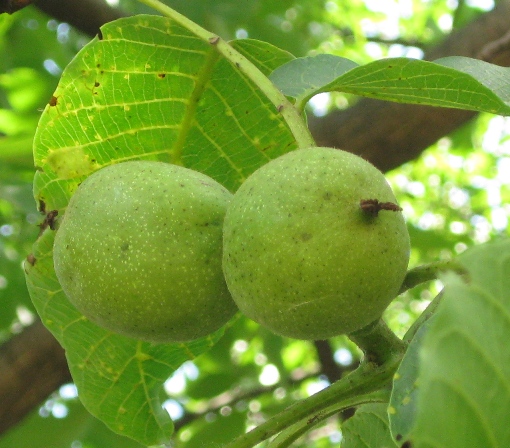 Il Giardino della Terra
