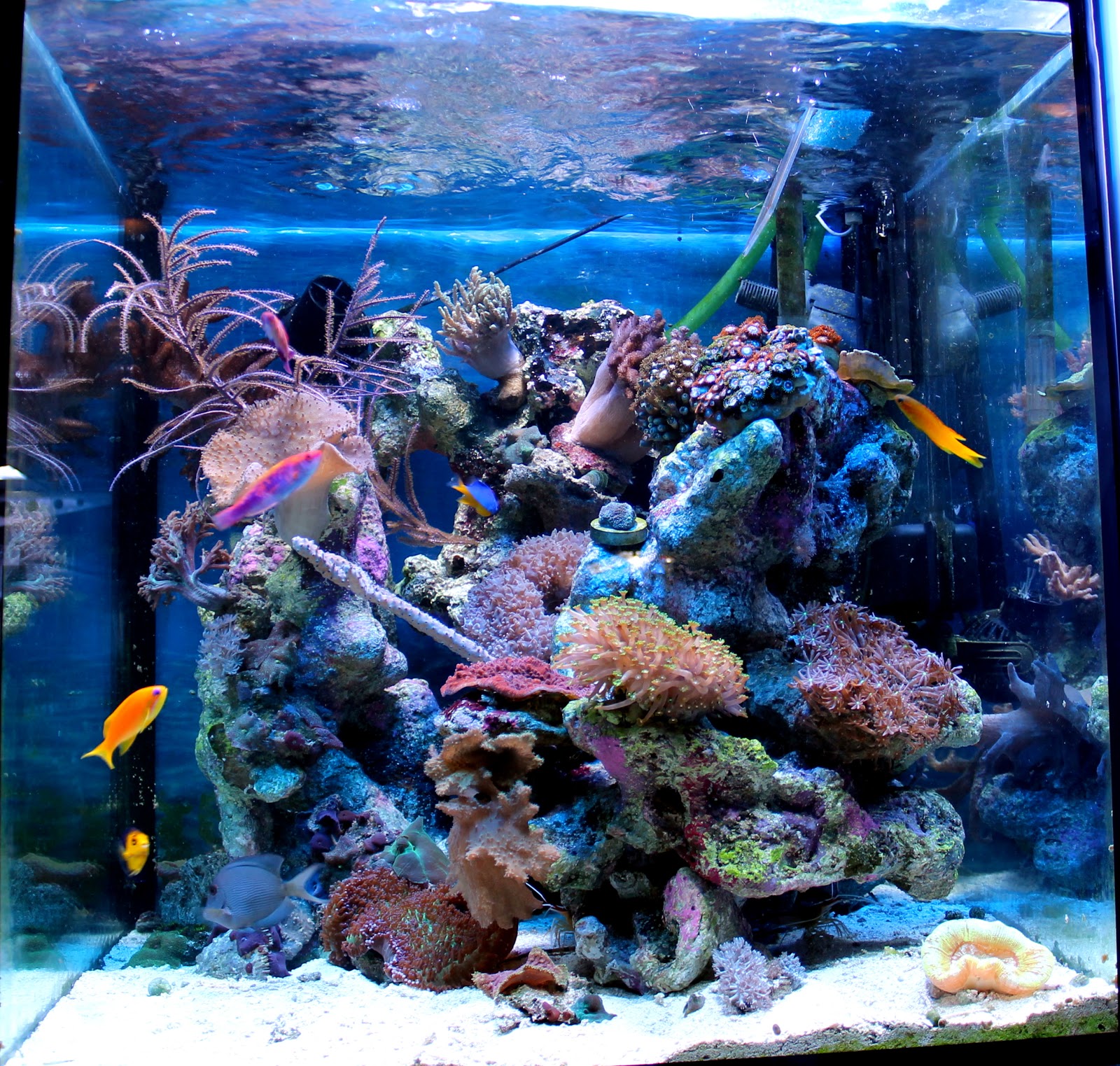 Howard`s Reef: Soft Coral Cube