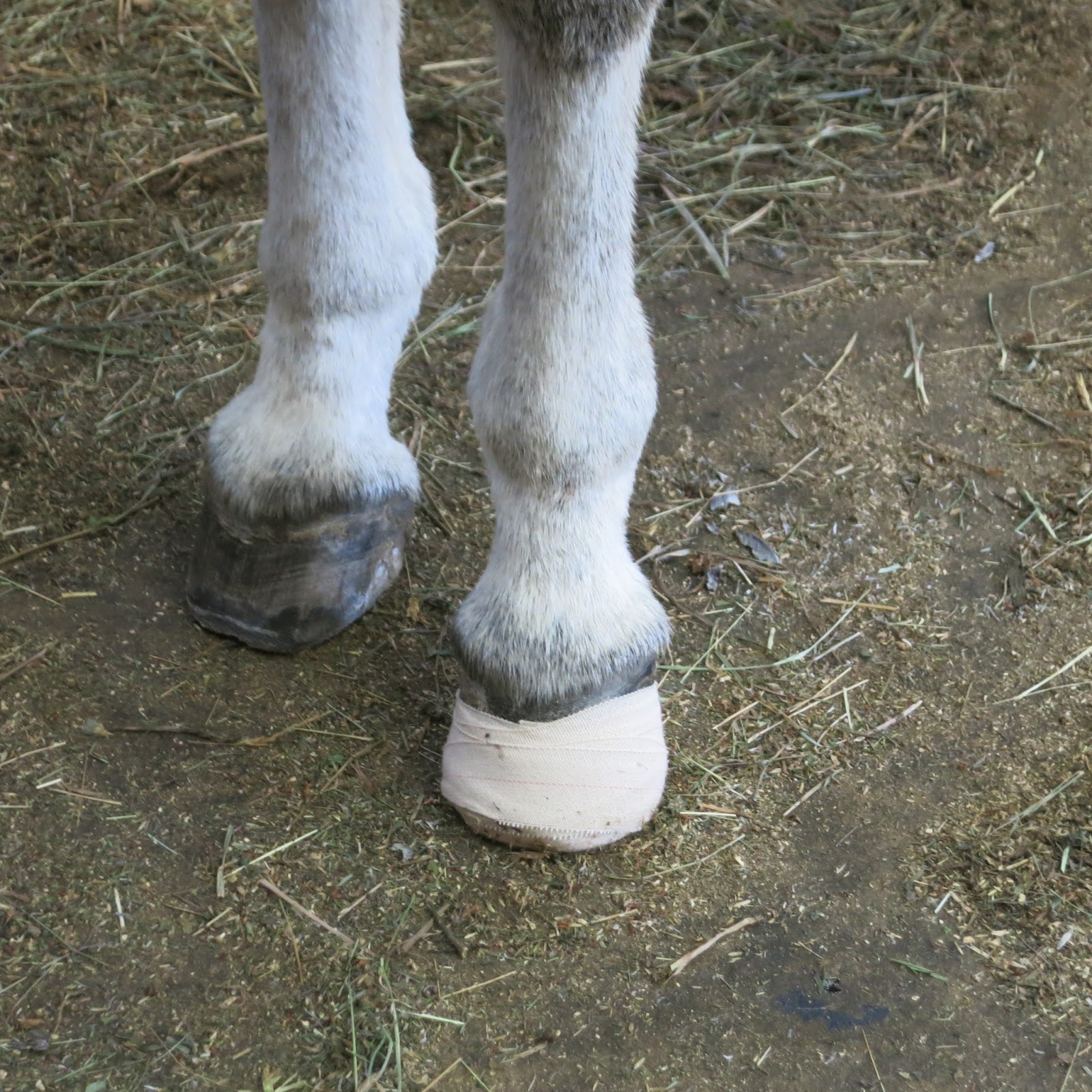 The Dancing Donkey: The Canker