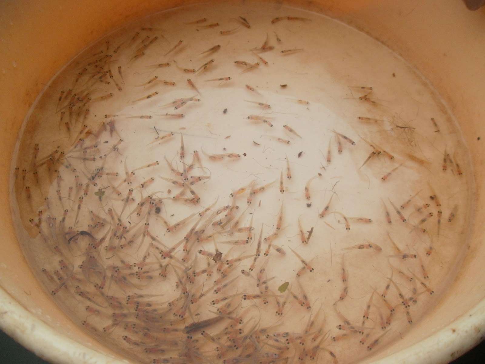 Sinarapan sa Buhi: Photo Gallery