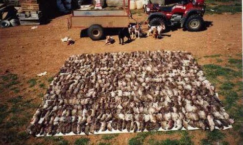 Terrierman's Daily Dose: What Terrier is Top at Ratting?