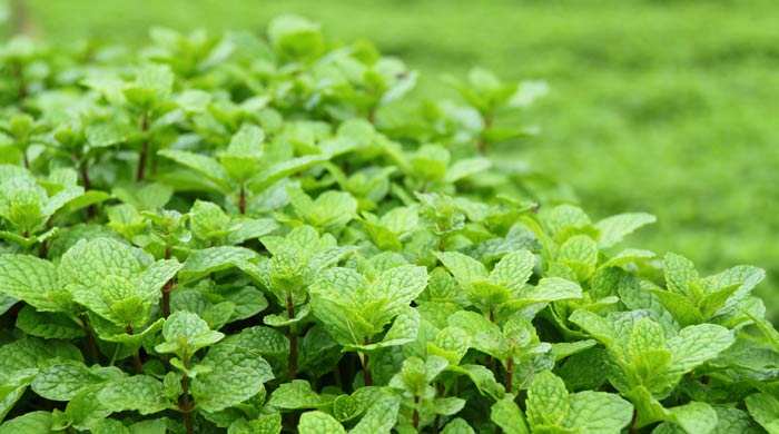 FICHA MEDICINAL MENTA