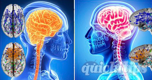Difference between the brains of men and women - Quicki Tips