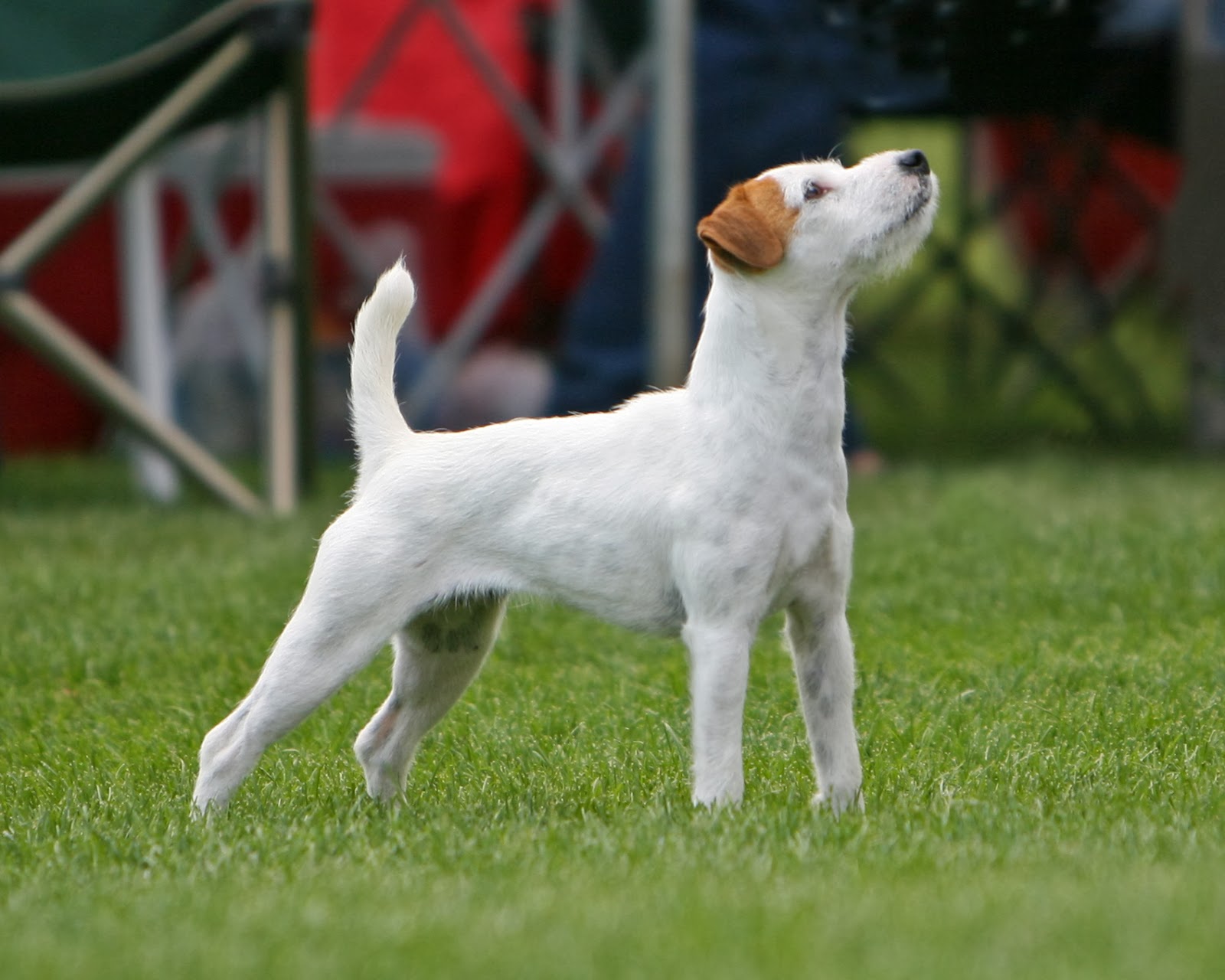 Rancho Fiasco Working Terriers