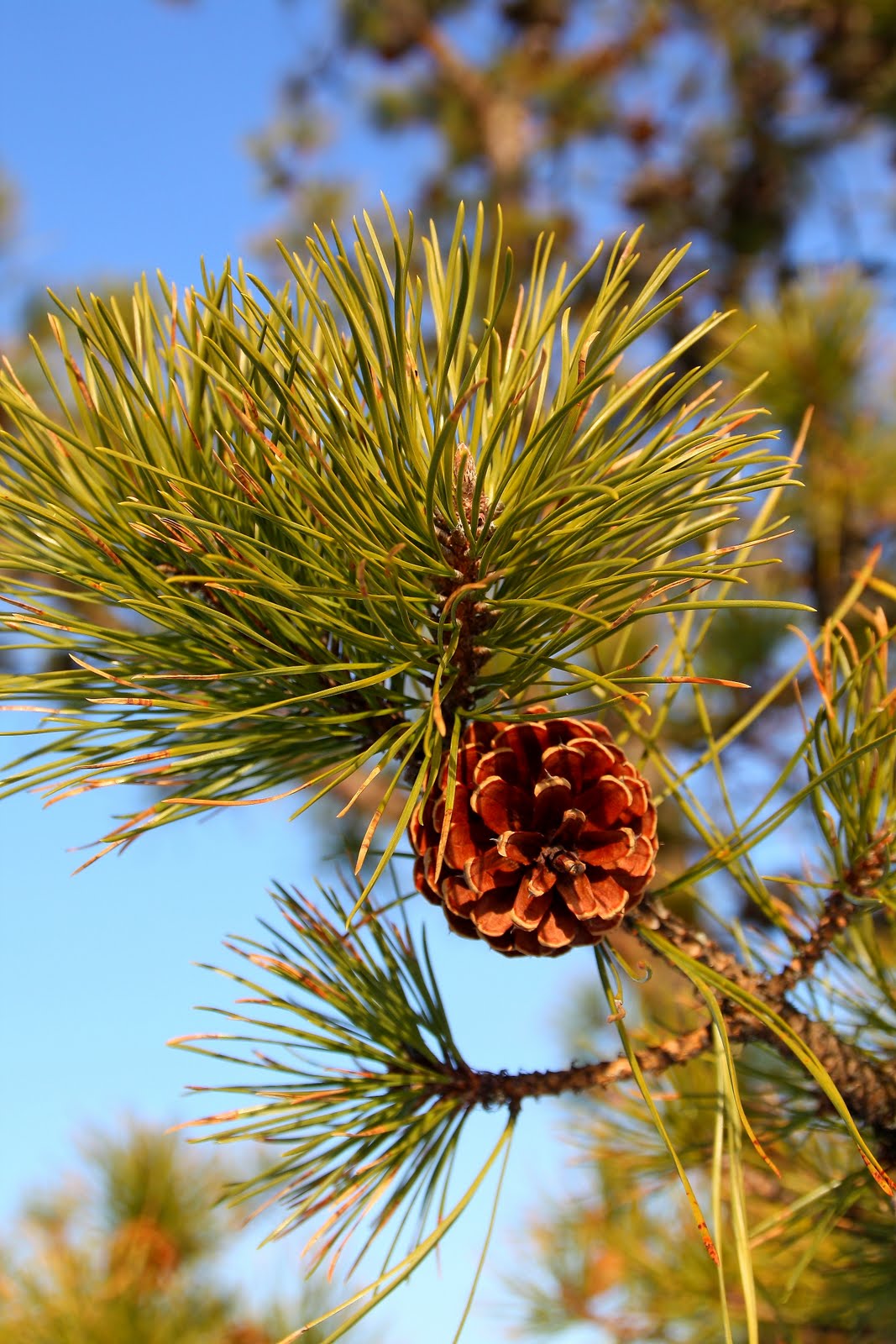 The World I See: Rock Rimmon Park