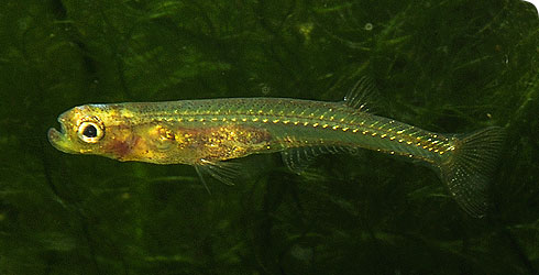 Species New to Science: [Ichthyology • 2009] Danionella dracula ...