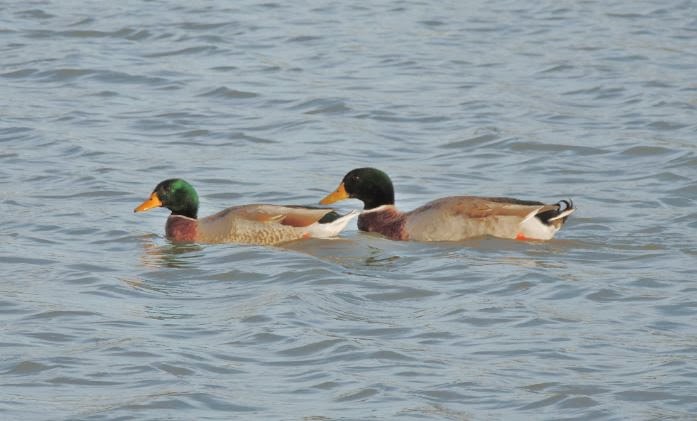 H-Town-West Photo Blog: Ducks, Geese, and other birds in George Bush ...