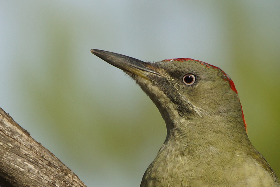 Pasión por las aves: Pito real.(Picus viridis)