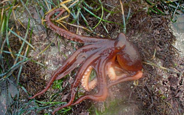 Calvin's Canadian Cave of Coolness: The Pacific Northwest Tree Octopus