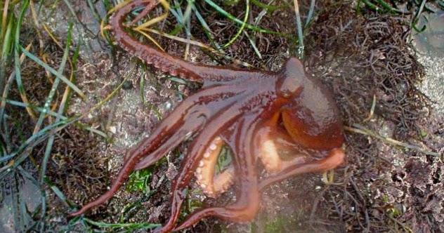 Calvin's Canadian Cave of Coolness: The Pacific Northwest Tree Octopus