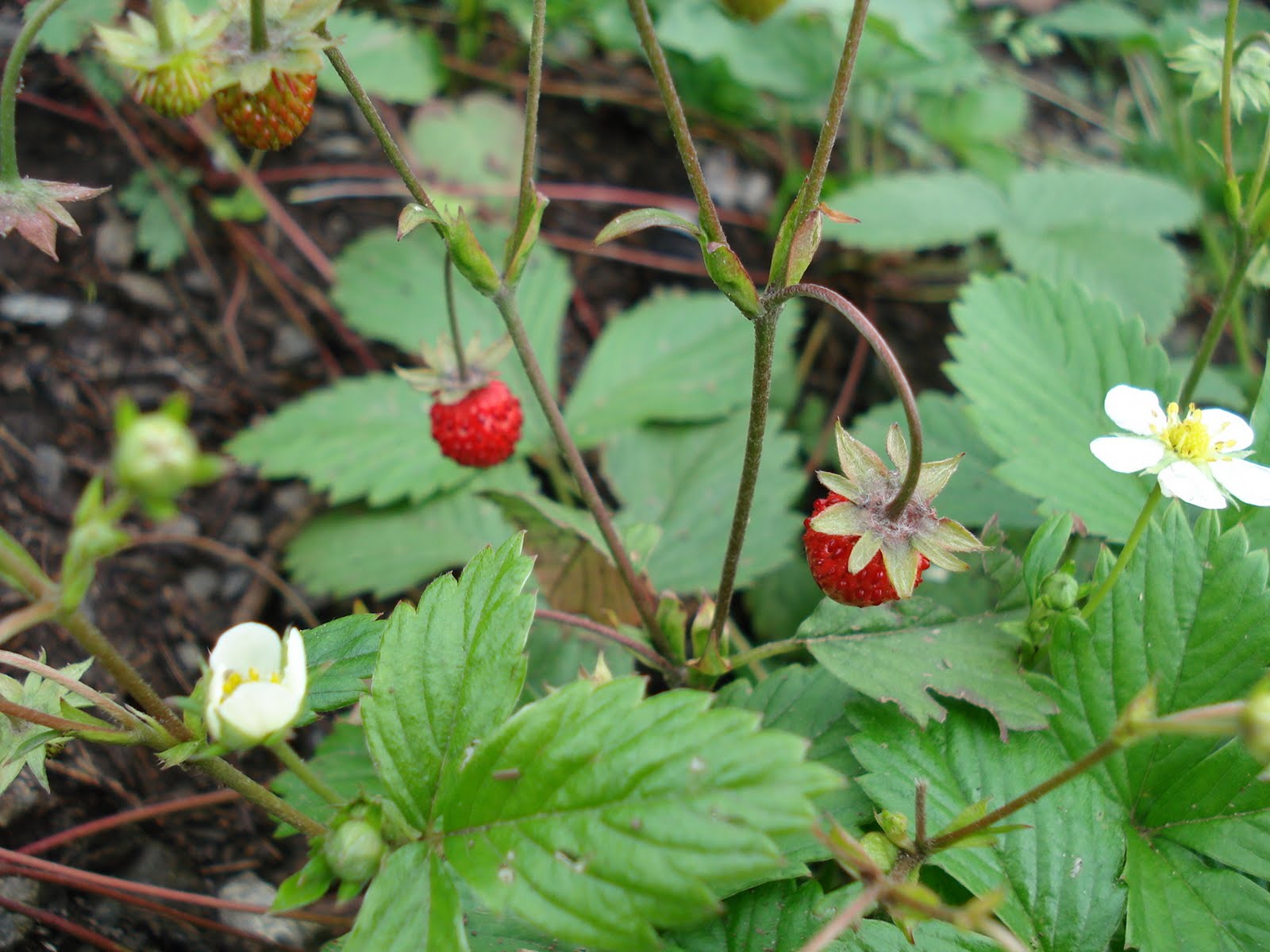 Frumusetile naturii: Fragi de padure (Fragaria vesca)