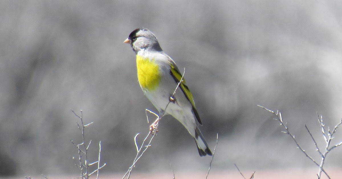 A California Endemic: Lawrence's Goldfinch