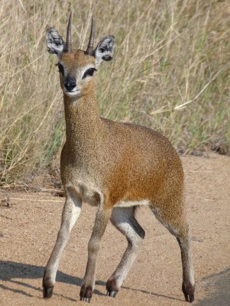 Safari Ecology: Kopjes