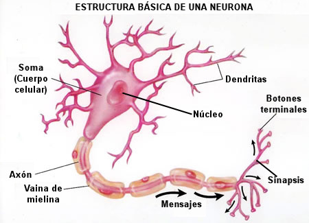 Tareas unam y unadm: ESTRUCTURAS DE LA NEURONA
