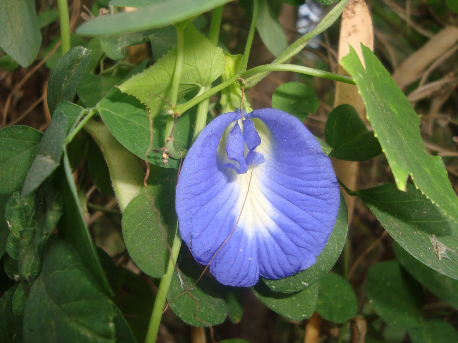 NATURAL PHOTOS AND WALLPAPERS: butterfly pea FLOWER