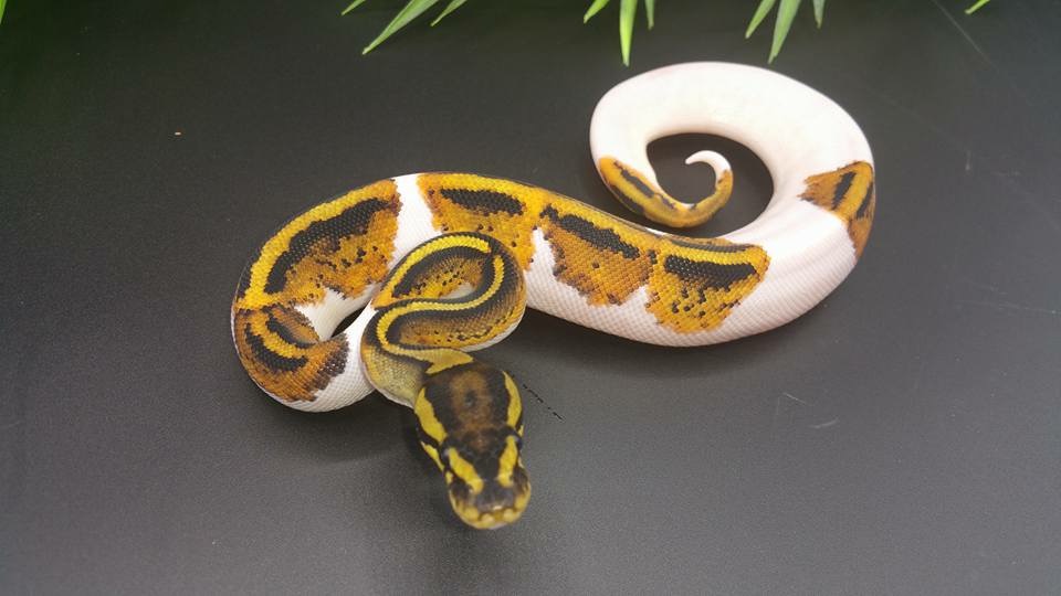 NaturaWest: Pitone Reale