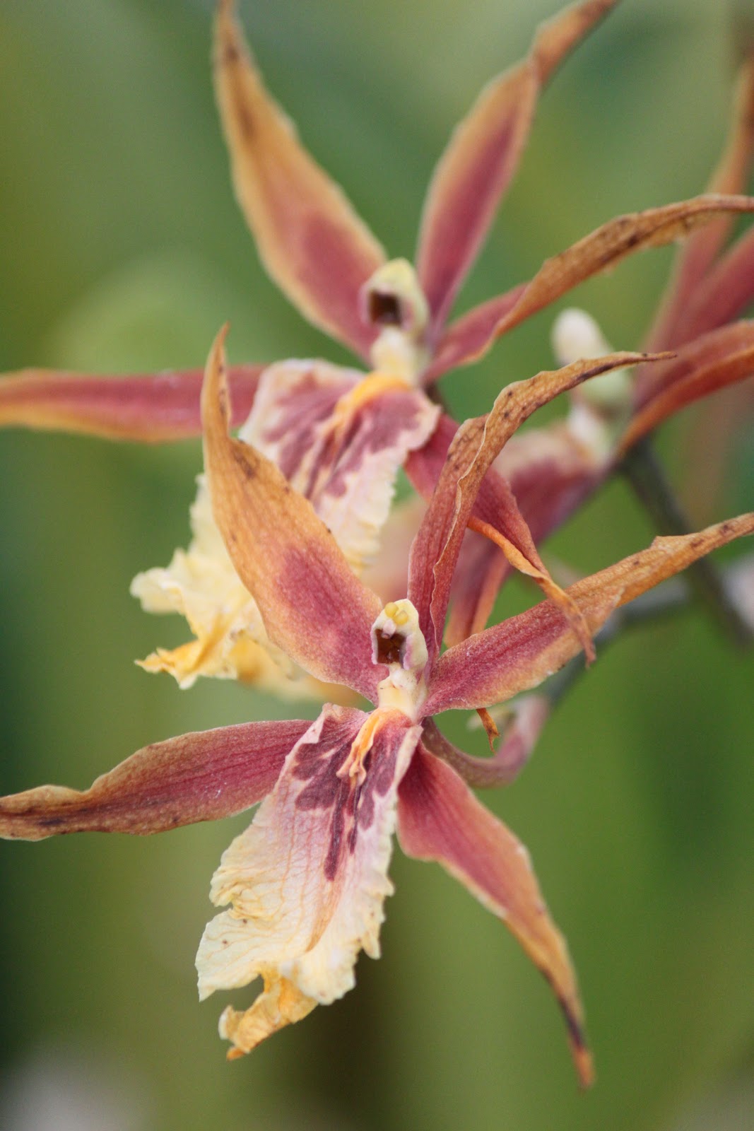 Savannah's Secret Gardens: New Exotic Plants @ Savannah's Secret Gardens!