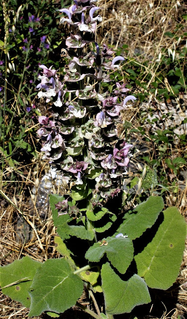 Plantas: Beleza e Diversidade: Salva-esclareia (Salvia sclarea)