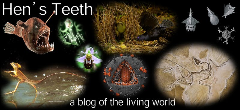 Hen's Teeth: Hen's teeth