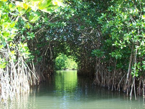 MATUK. AGUA Y SOCIEDAD: ÁRBOL DE MANGLE
