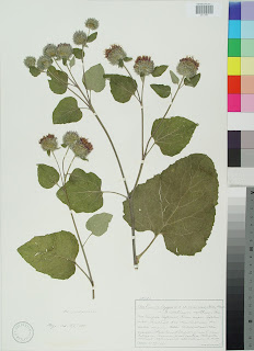 OpenUp! blog: Content Highlights - Arctium lappa and Velcro