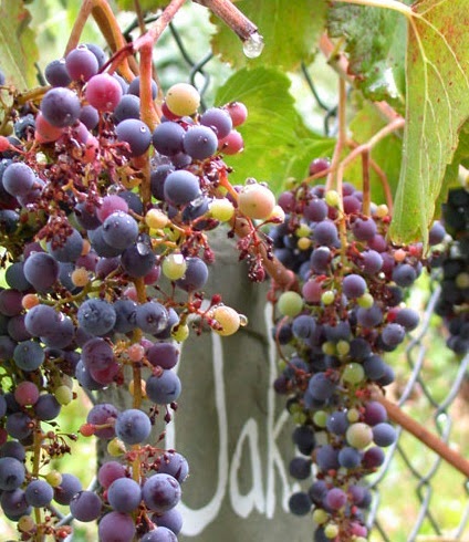 Trees Planet: Vitis californica - California Wild Grape