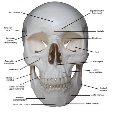 Kreated by Krause: Artistic Anatomy Part 1: Frontal Skull Bones