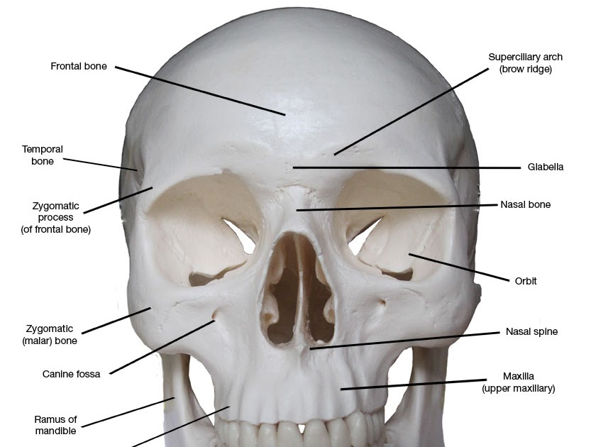 Supraorbital Ridge Skull