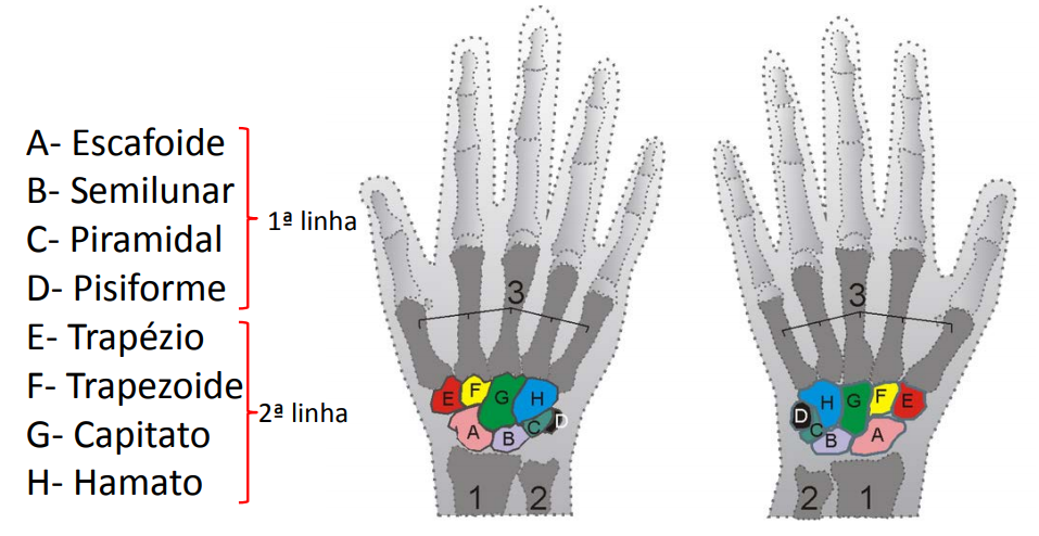 Fisioterapia for Love: Ossos do Carpo - PALPAÇÃO