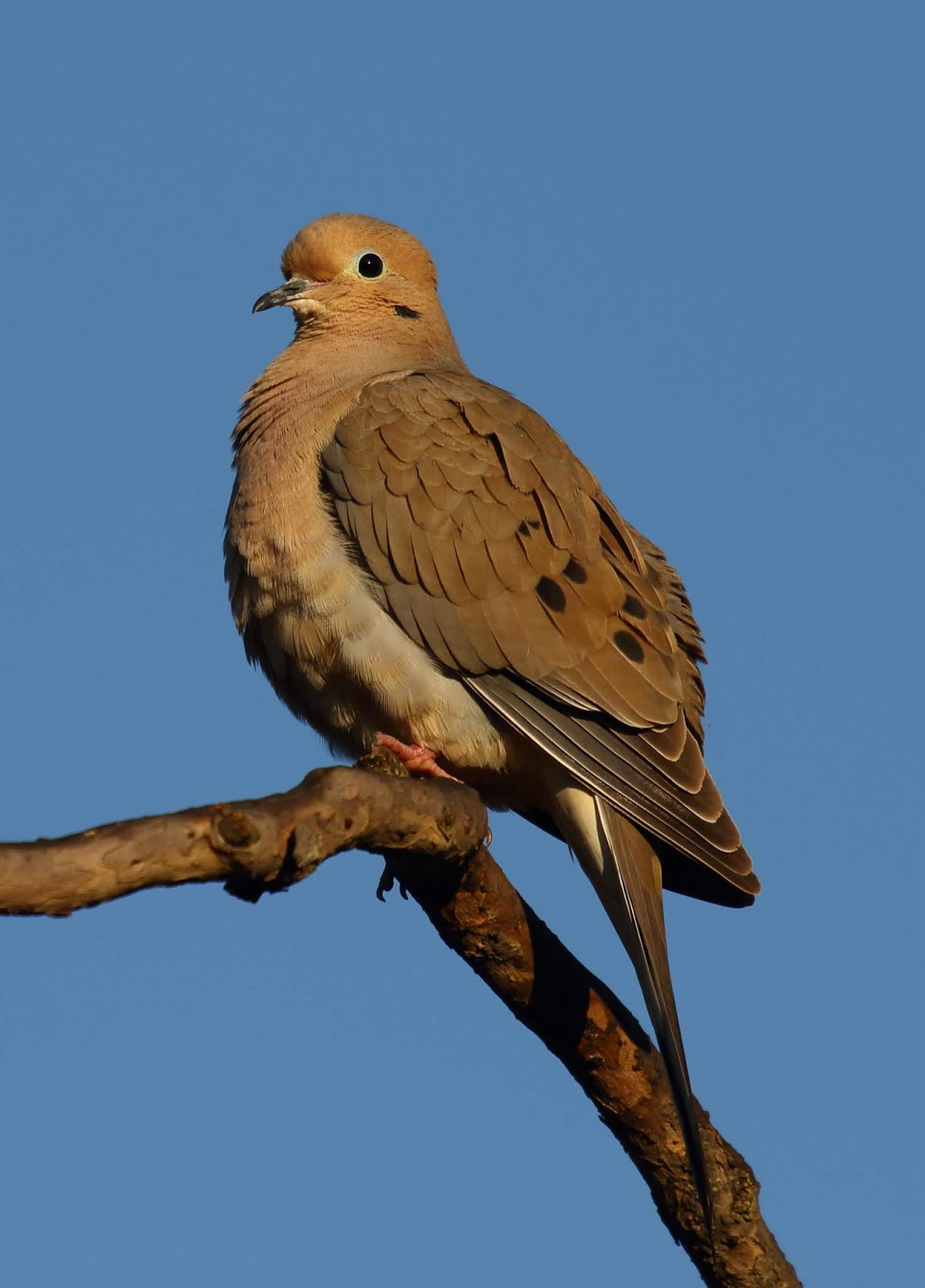 Mourning Dove at Kit Carson Park - Greg in San Diego