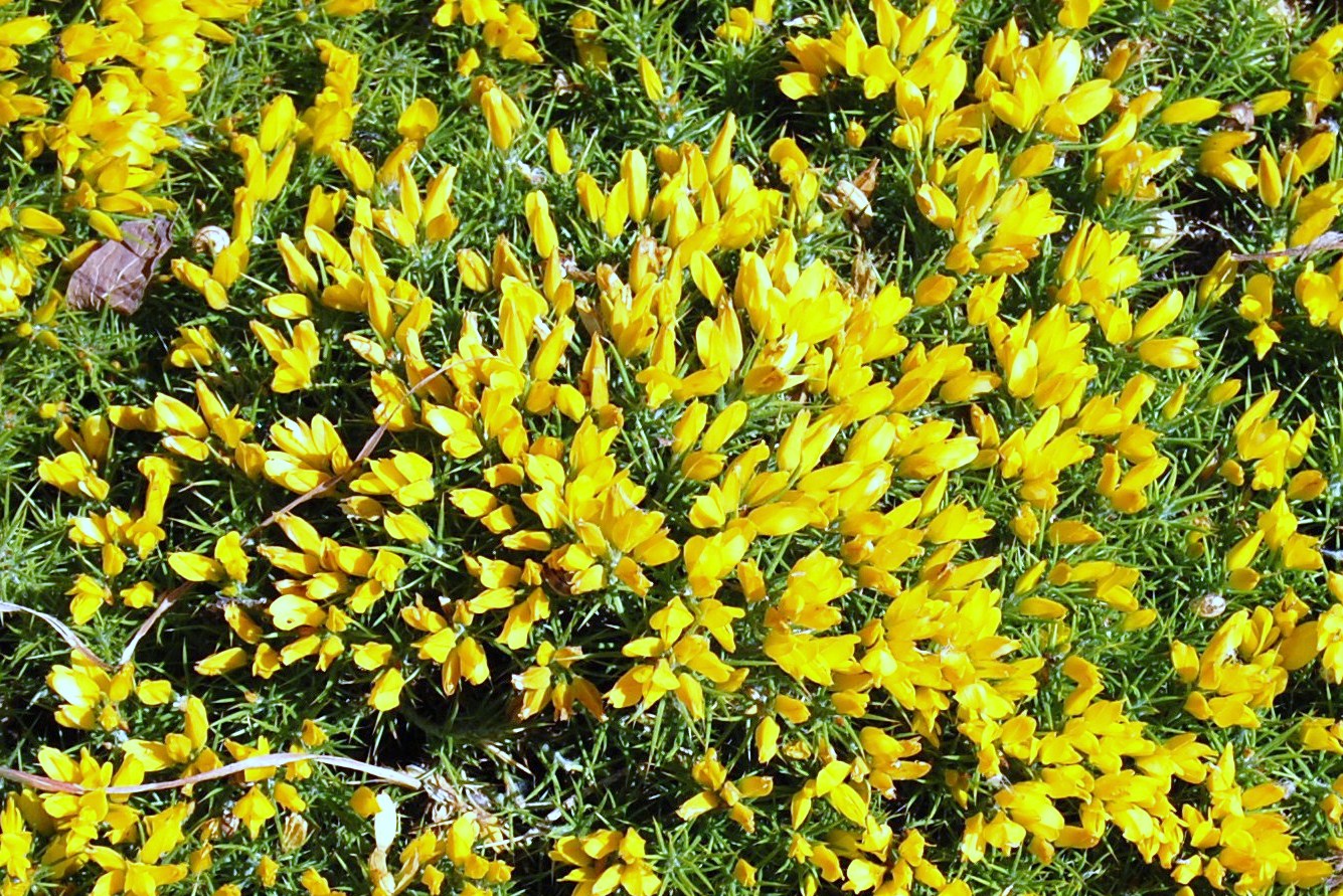 Plantas: Beleza e Diversidade: Tojo-gatunho (Ulex densus)