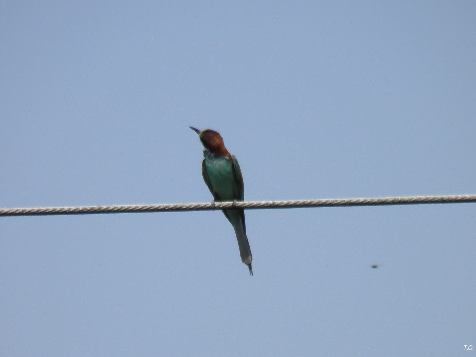 PASARI DIN ROMANIA: PRIGORIE, Merops apiaster