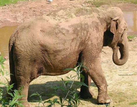 All About Wildlife: Asian Elephant (Elephas Maximus)