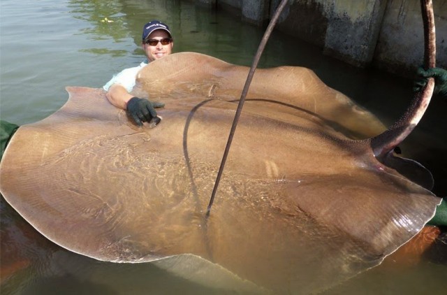 Dangerous and Exotic Fish: Deadly Rays - Part 1