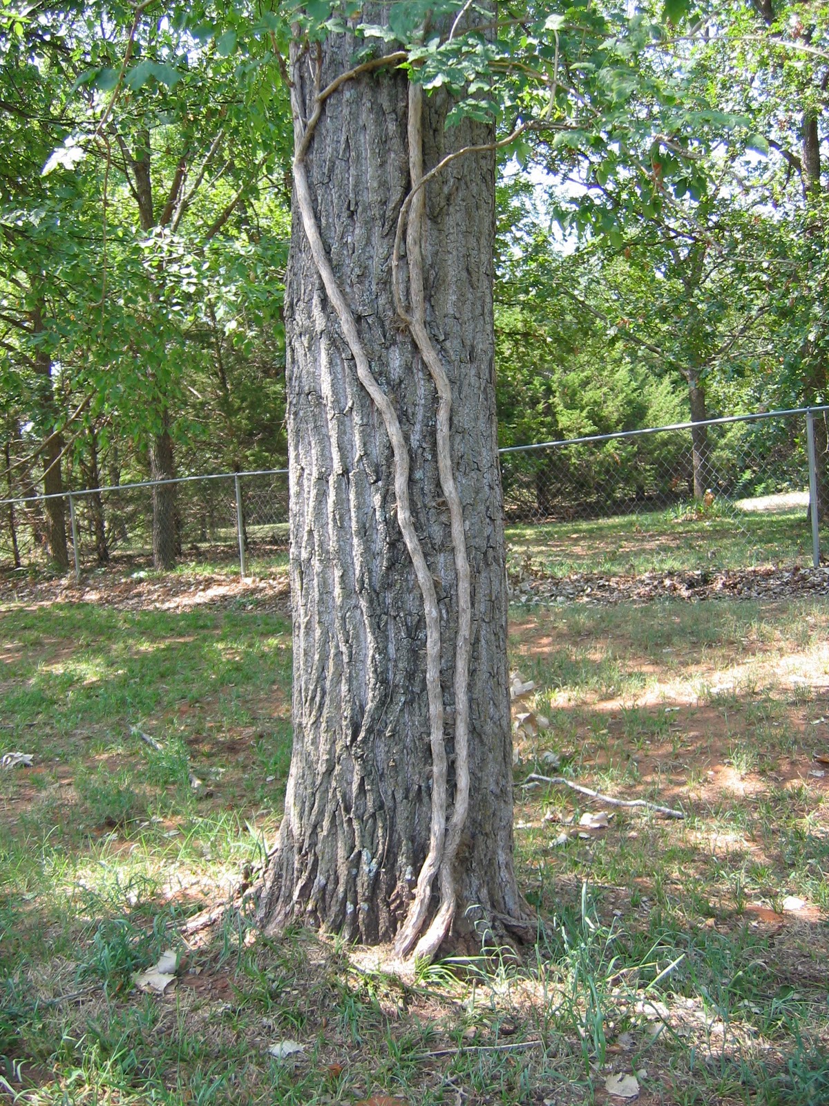 Weatherproofing Your Landscape: Treacherous Beauty