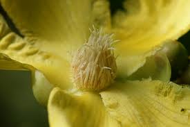 All About Science: SIMPUR (Brunei's National Flower) Story