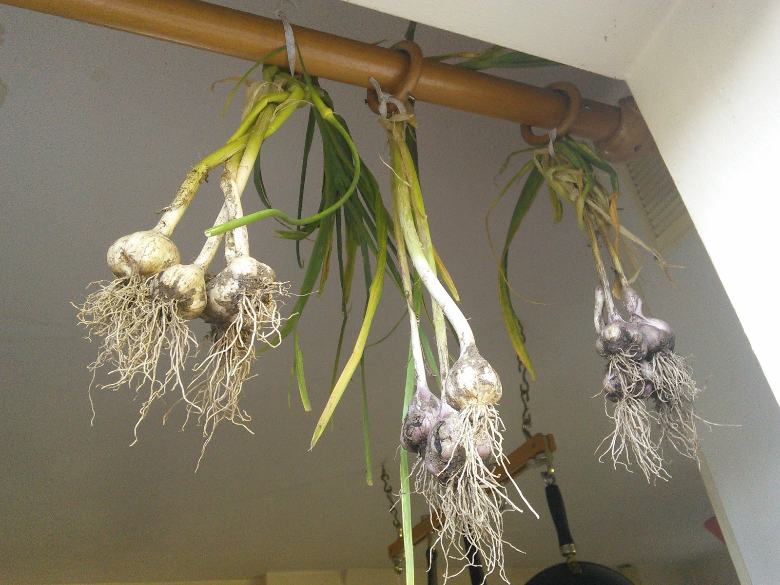 The Carrigaline Crusty: Planting Garlic in Ireland