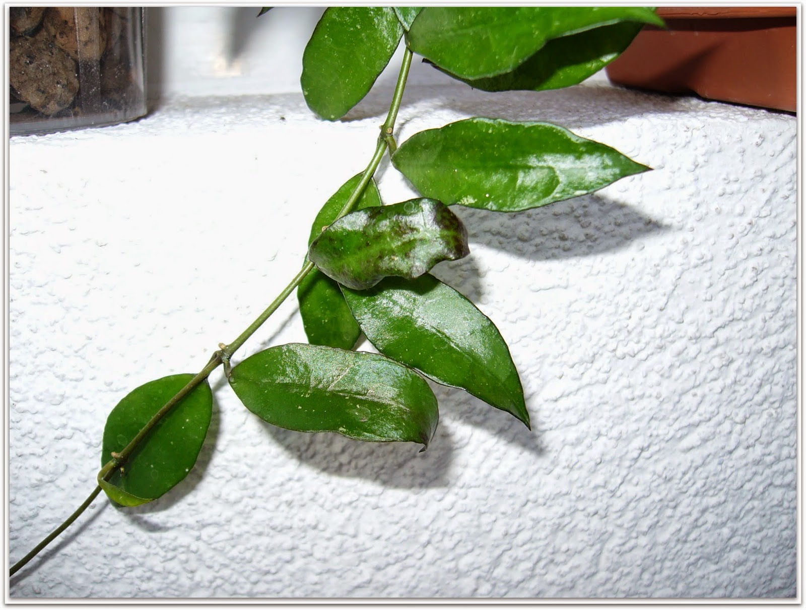 Moje hoye: Hoya lacunosa 'Ruby sue'