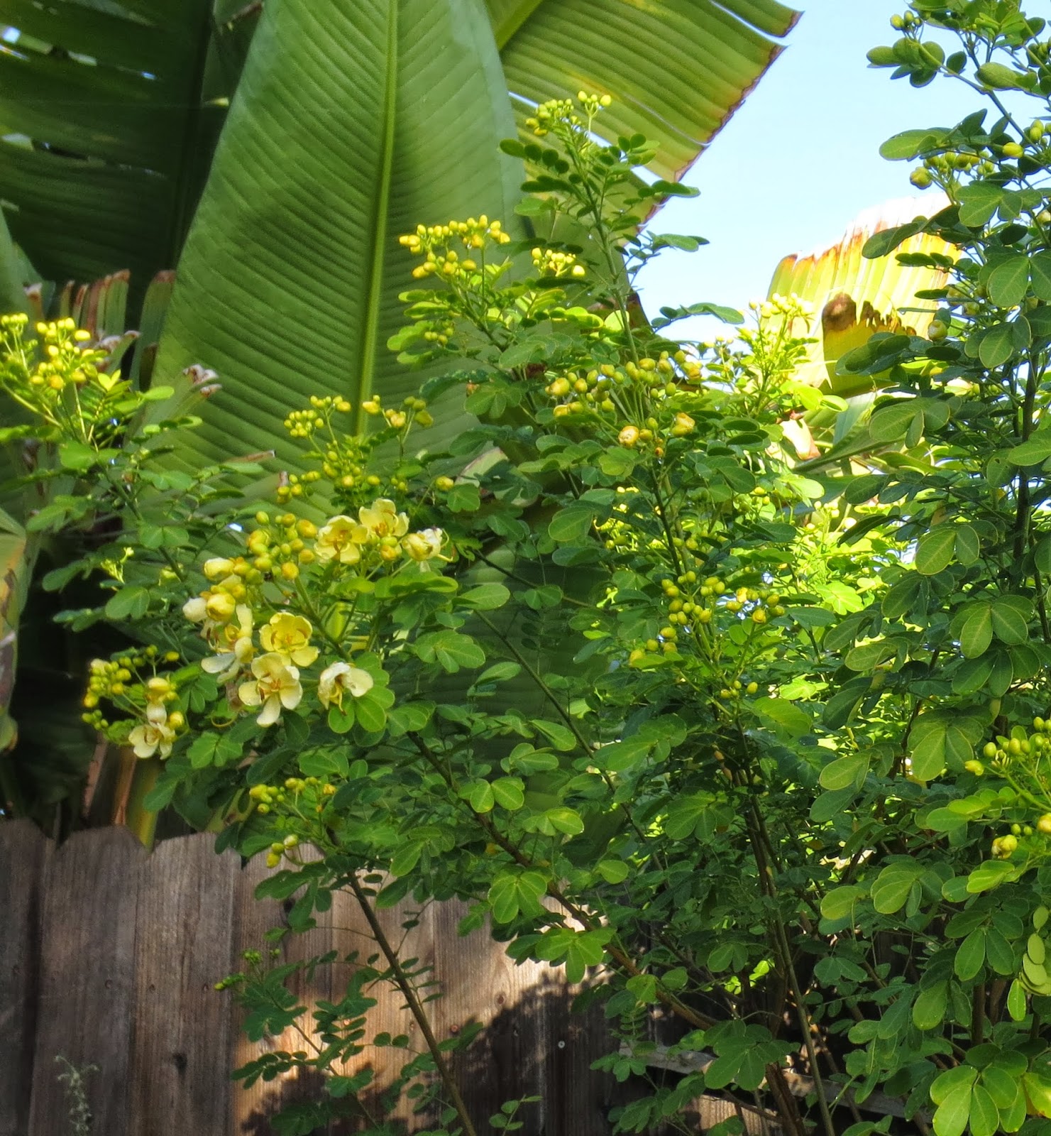Late to the Garden Party: My favorite plant this week: Senna (Cassia ...