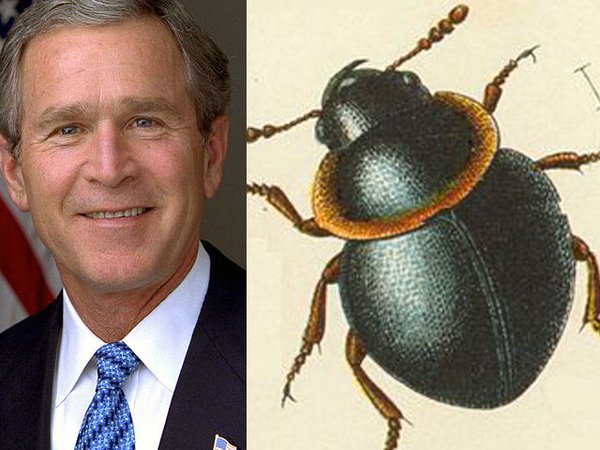 Neobična naučna imena: Obamina riba, Terminatorov trčuljak - Nauka govori