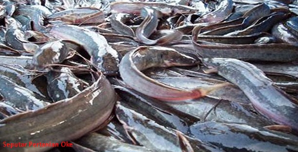 Love Birds: Tips Lengkap Budidaya Lele Bagi Pemula