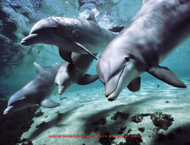 Beautiful Wallpapers: Beautiful Dolphins