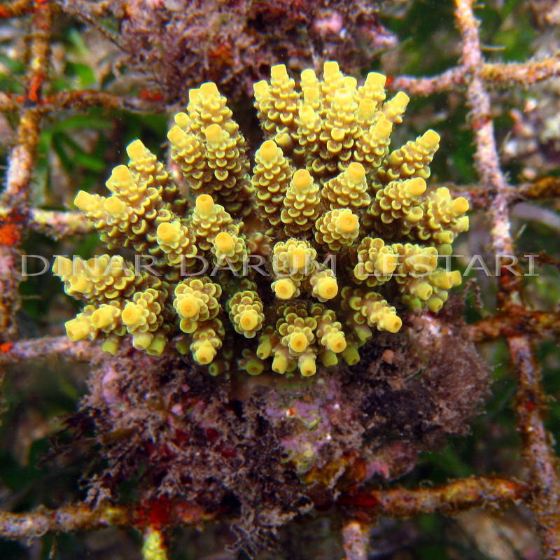 PT. DINAR DARUM LESTARI: Acropora spp