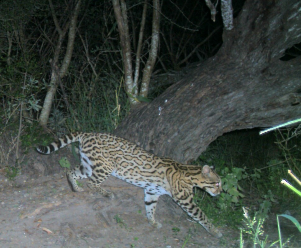 Wild About Texas Wildlife: Adopt an Ocelot