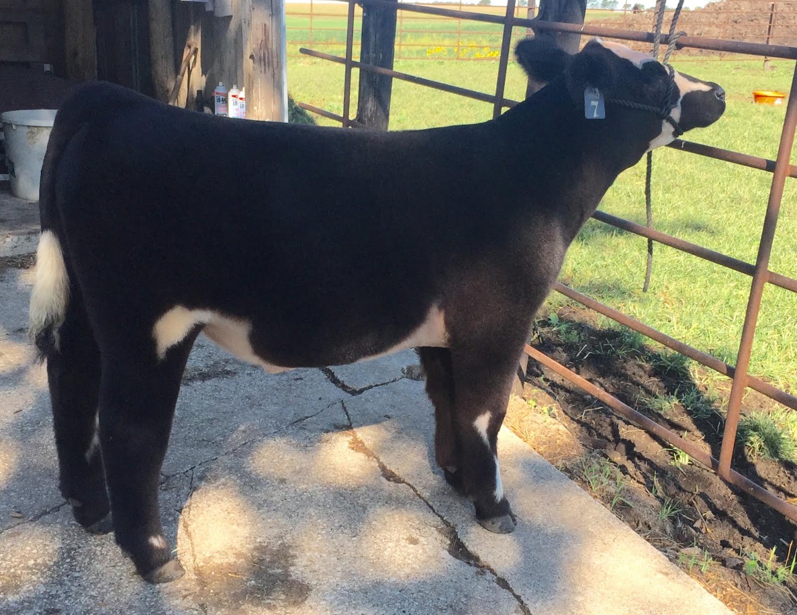 MITTAG Blog: Calf Pictures