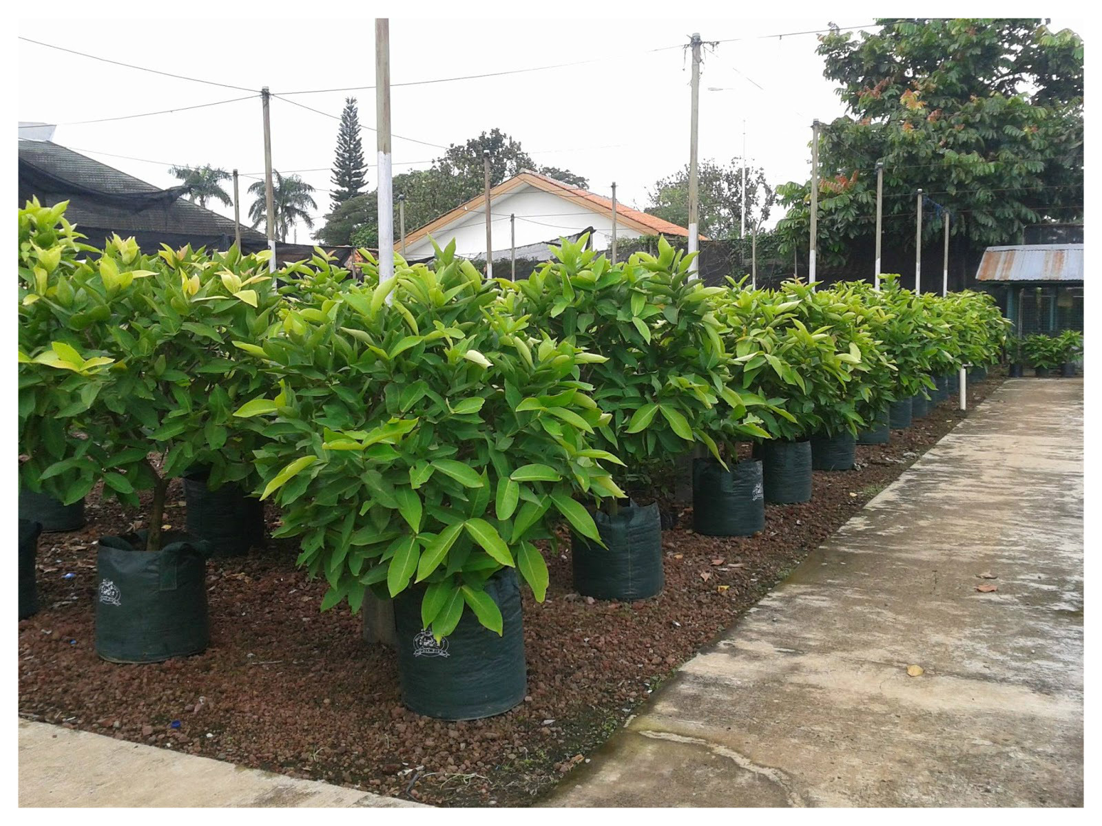 Cita Tani Nursery (NS0154959-D): Benih Jambu Lohan