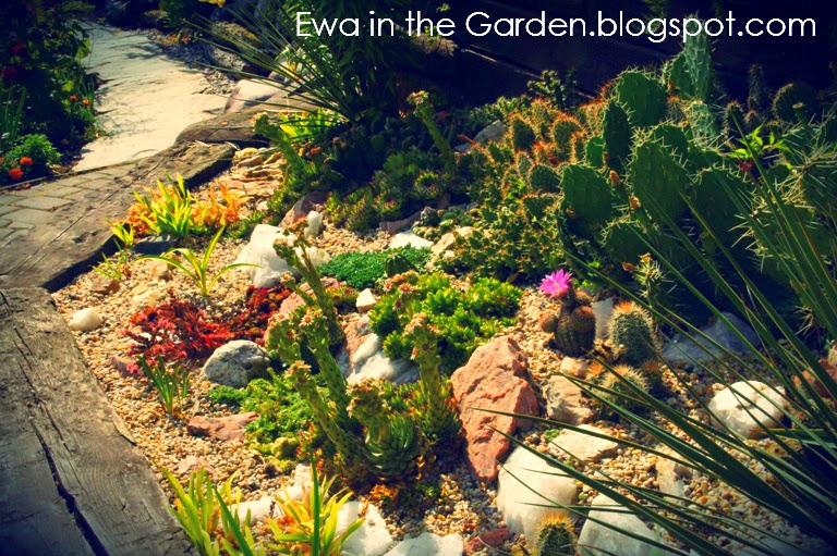 Ewa in the Garden: 8 photos of impossible cactus gardening outdoor in ...