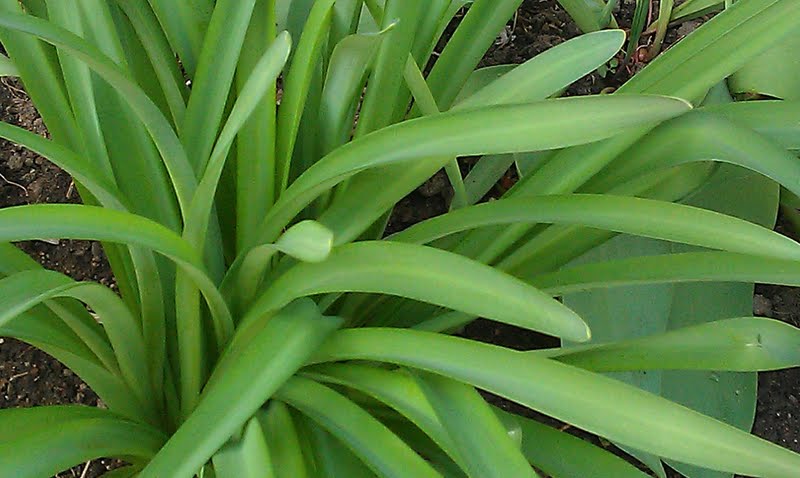 Plant of the Week- Surprise Lilies